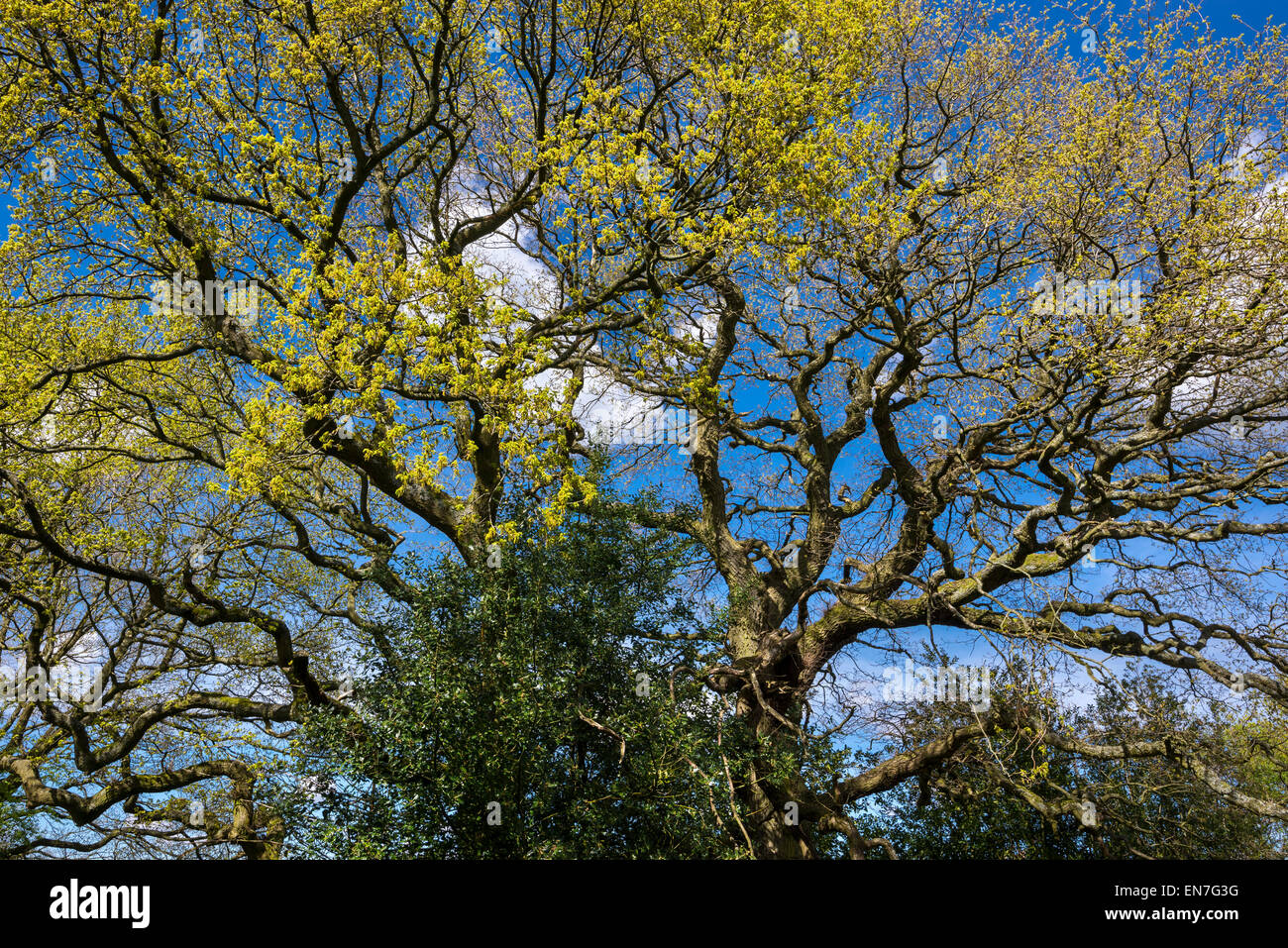 English oak quercus robur spring hi-res stock photography and images ...