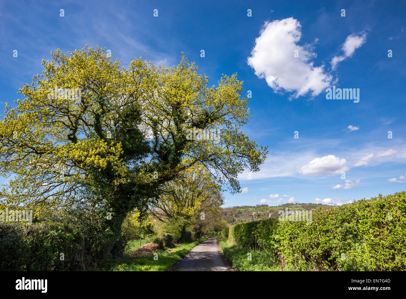 A mature English Oak tree coming into leaf with a lone cloud floating ...