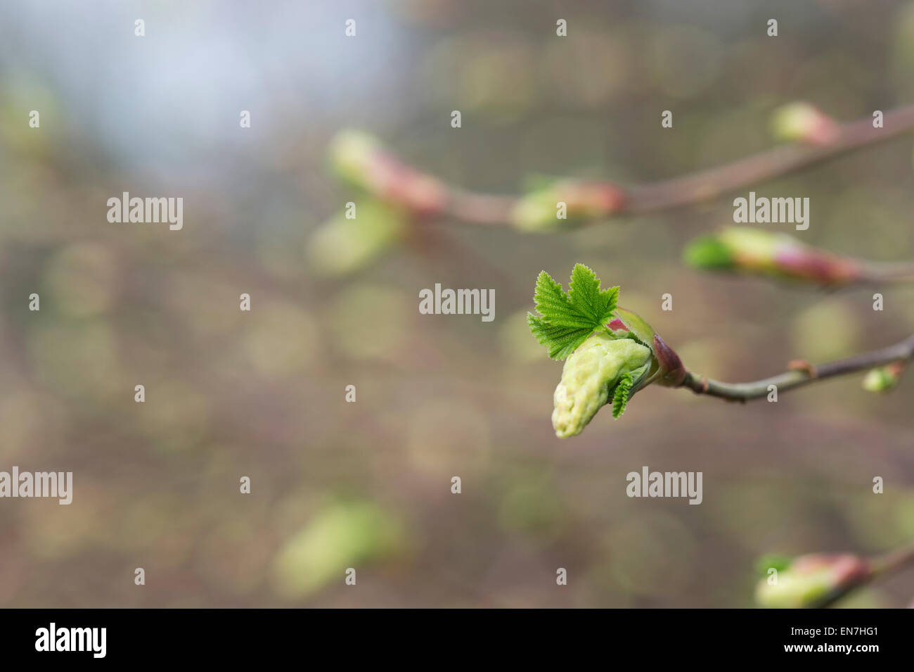Ribes Sanguineum Atrorubens. New shoots on a Winter Currant, Red ...