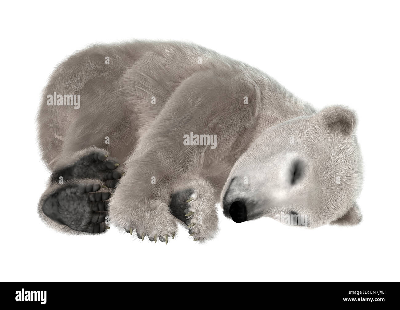 3D digital render of a polar bear cub sleeping isolated on white ...
