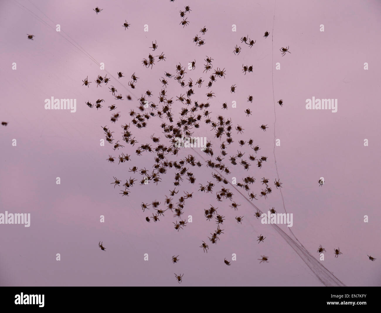 Arachnophobia Stock Photos & Arachnophobia Stock Images - Alamy