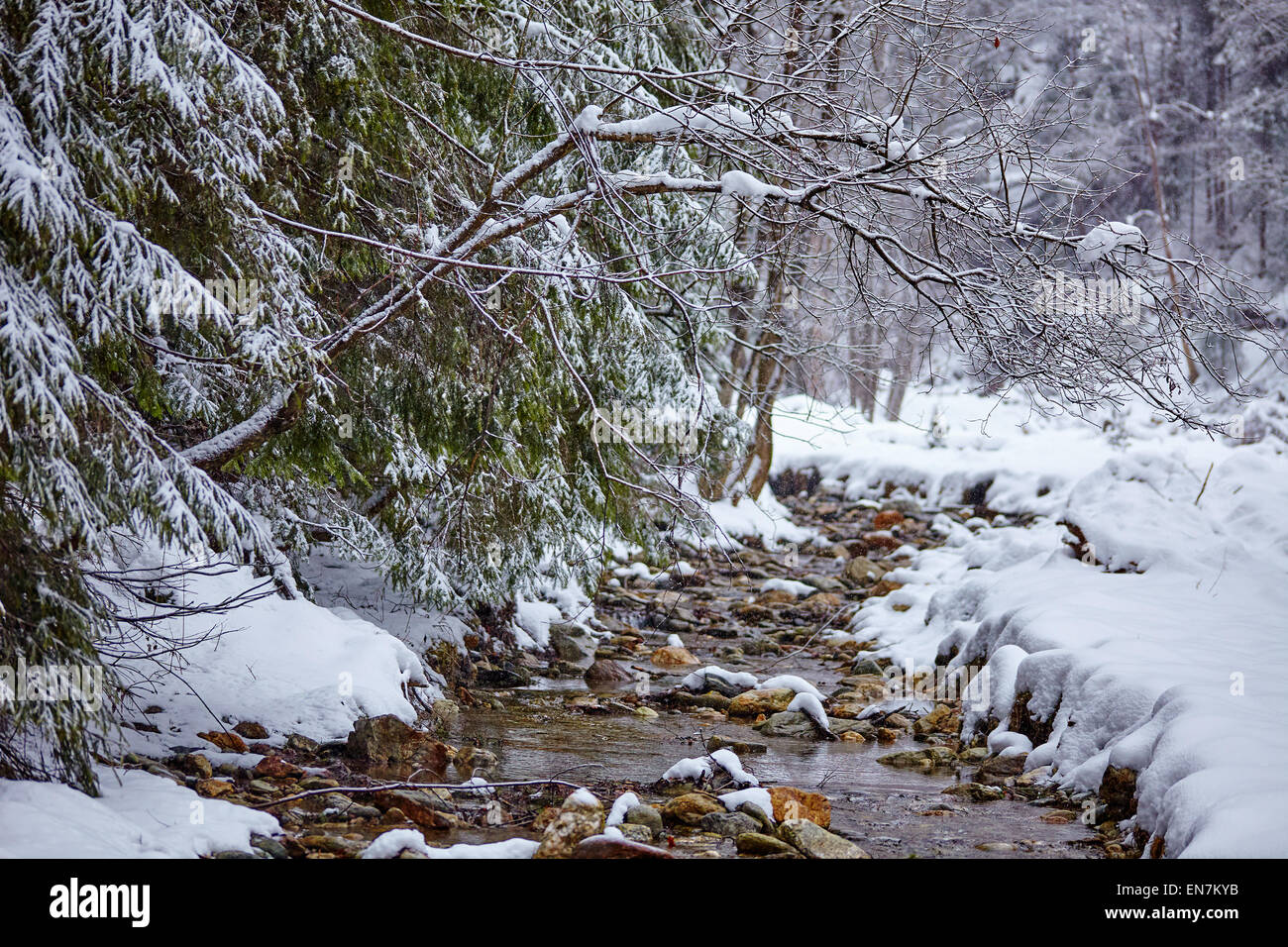 Winter landscape in mountains with river flowing trough the forest ...