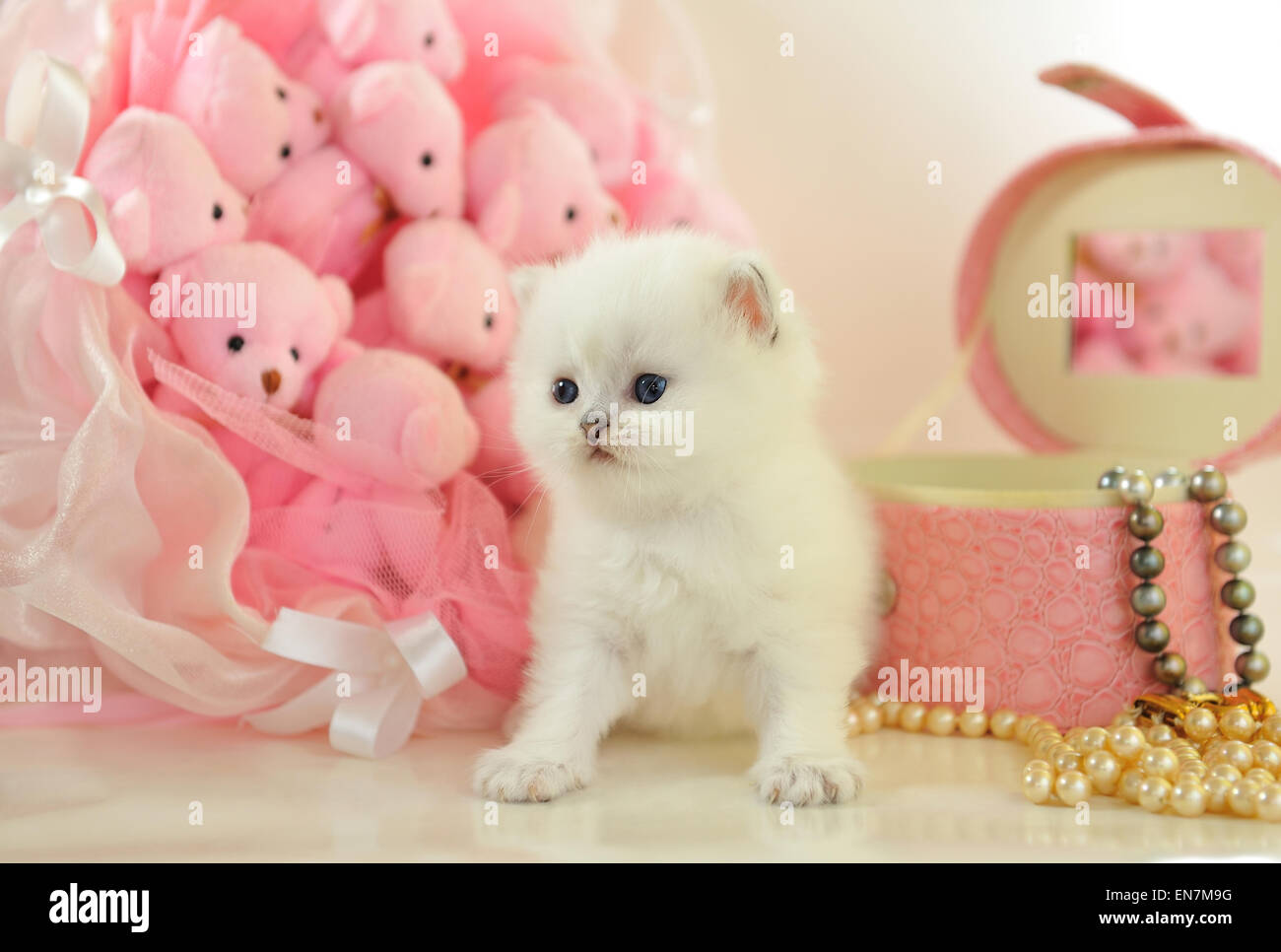 Funny little British kitten in a pink atmosphere Stock Photo - Alamy