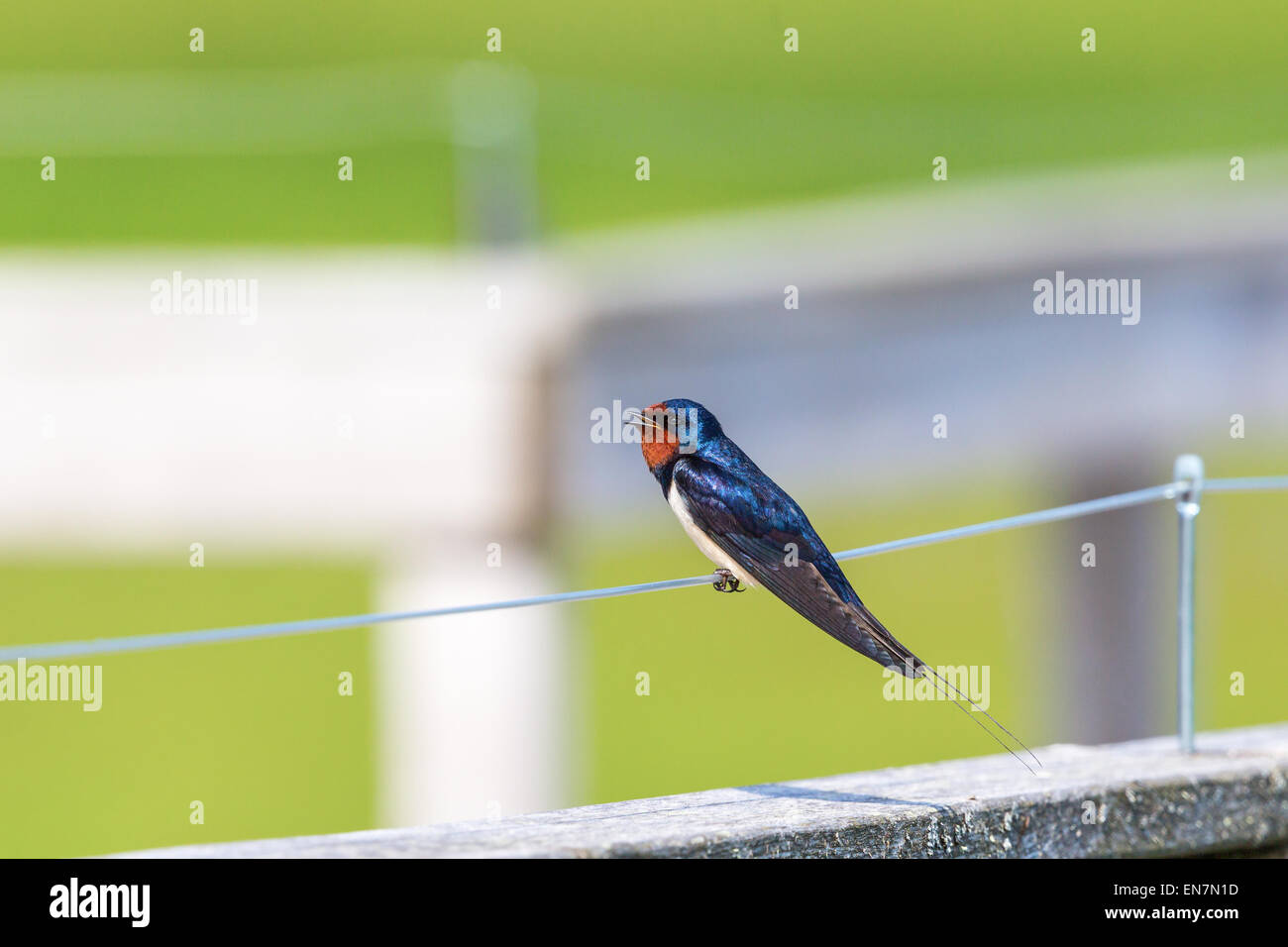 Barn Swallow sitting on a wire Stock Photo - Alamy