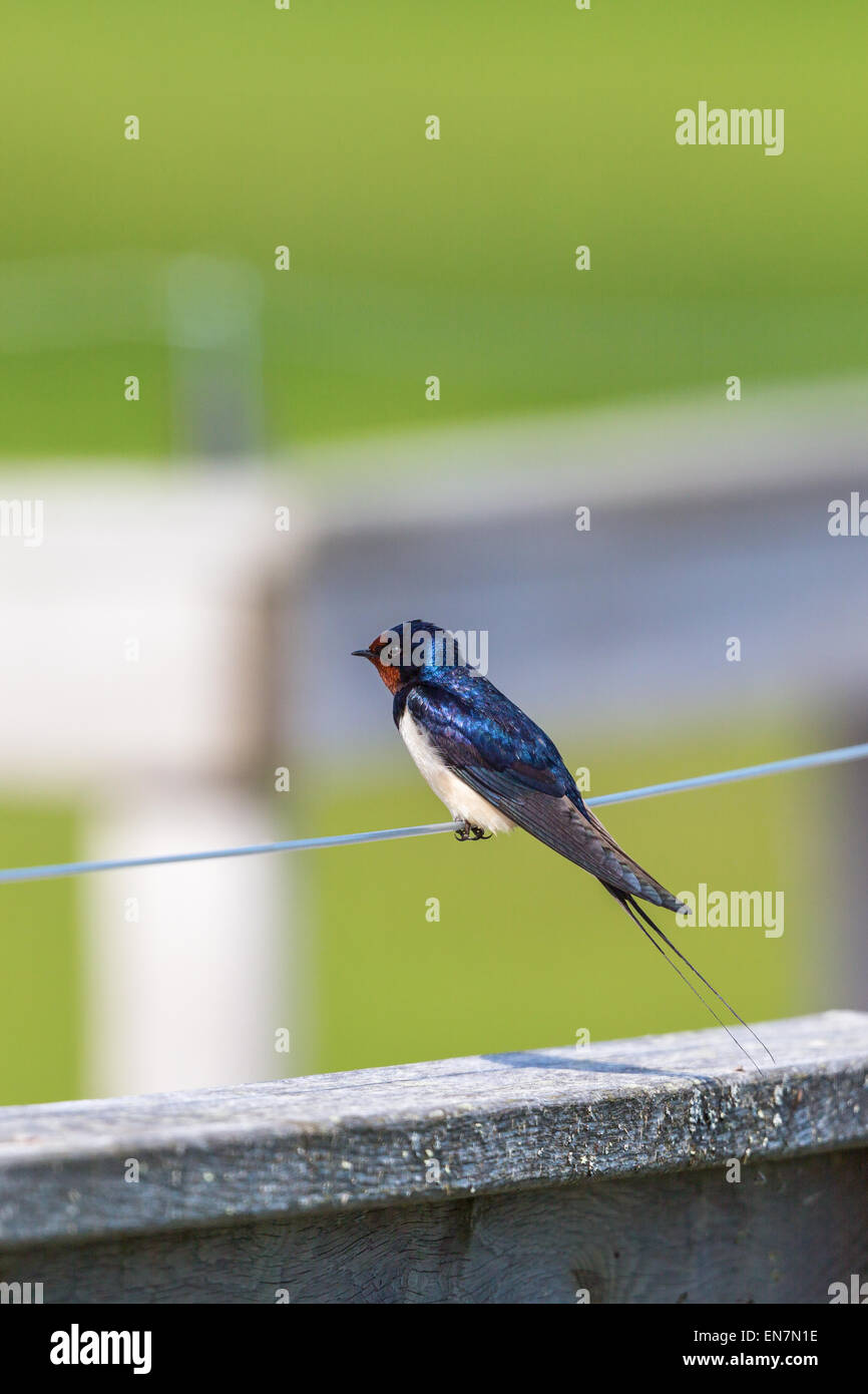 Barn Swallow sitting on a wire Stock Photo - Alamy