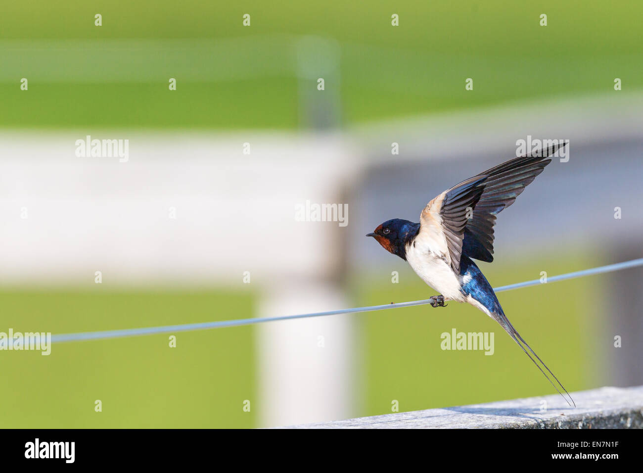 Barn Swallow sitting on a wire and spread wings Stock Photo - Alamy