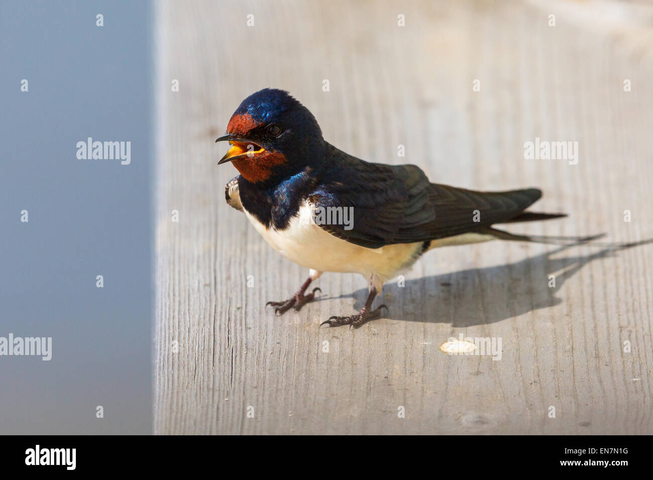 Barn Swallow sitting on a railing Stock Photo - Alamy