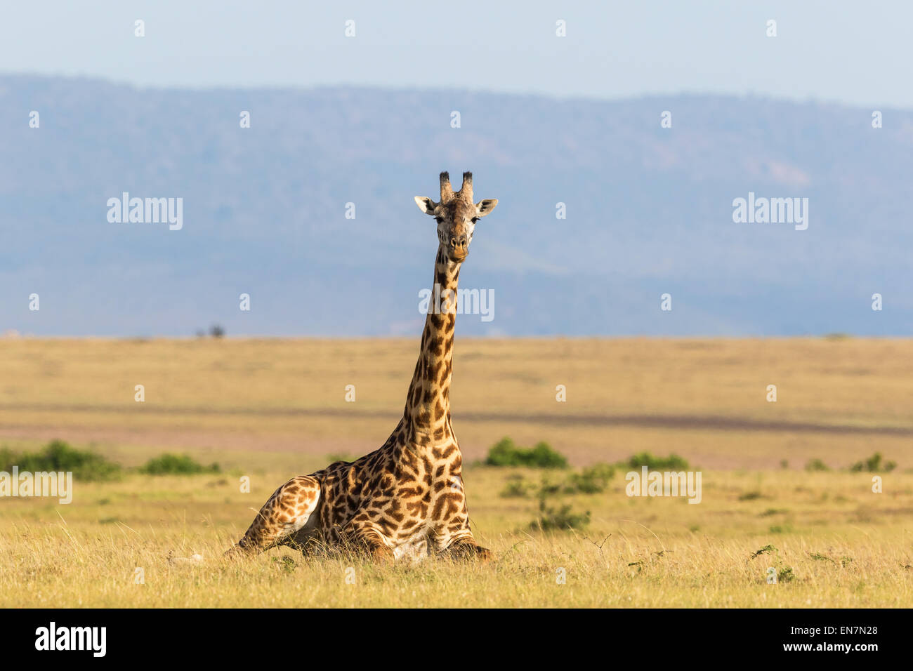 Giraffe lying down on the savannah landscape Stock Photo - Alamy