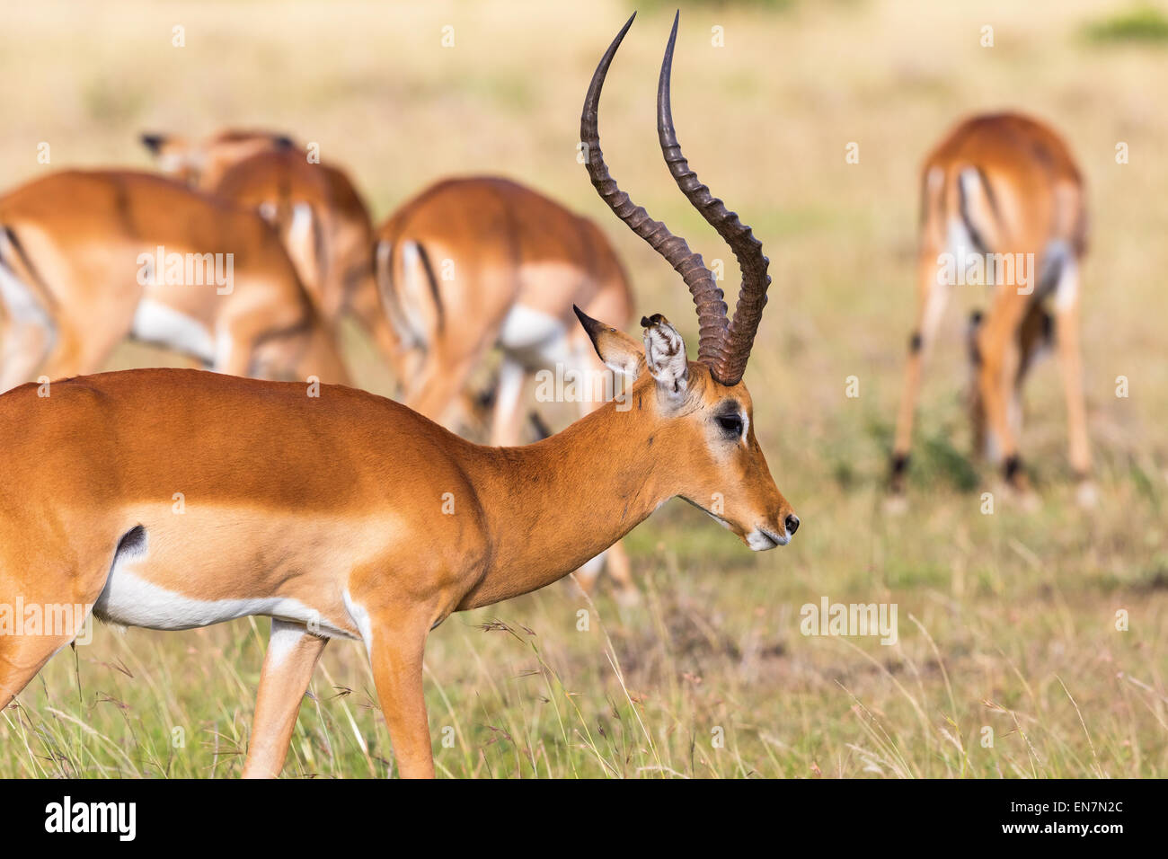 Buck impala hi-res stock photography and images - Alamy