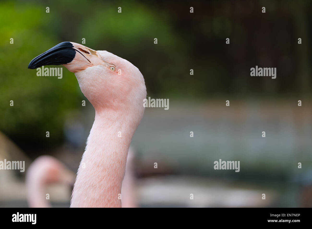 A side profile of a flamingo face Stock Photo - Alamy