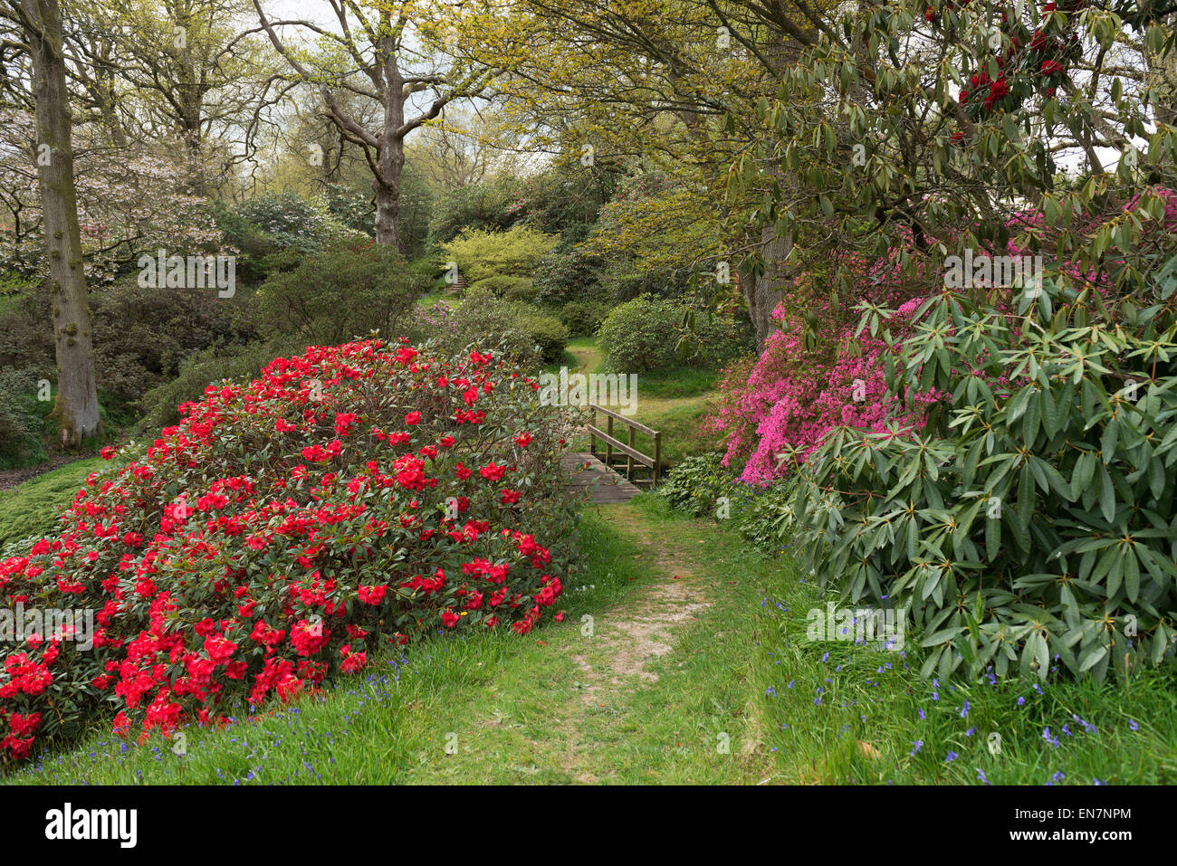 High Beeches in Spring - 1 Stock Photo - Alamy