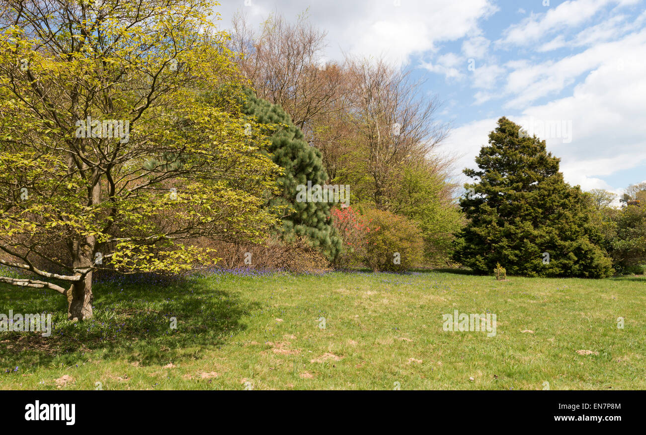 High Beeches Garden in Spring - 2 Stock Photo - Alamy
