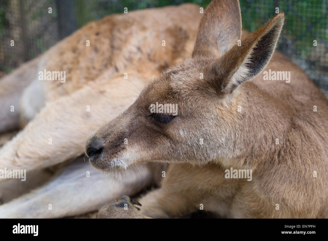 A close shot of a Kangaroo laying down relaxing Stock Photo - Alamy