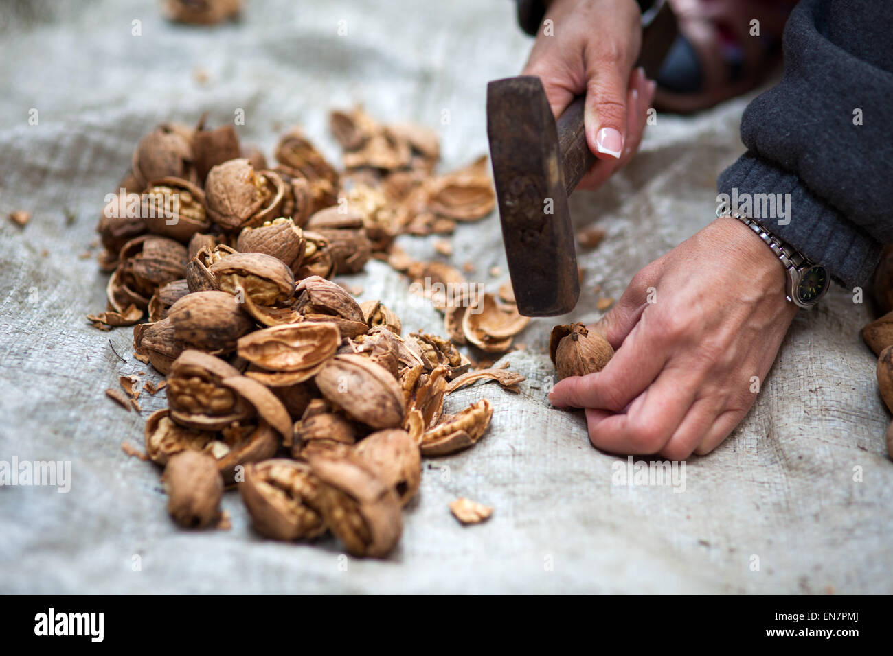Woman farmer crushing walnuts with a hammer outdoor Stock Photo - Alamy