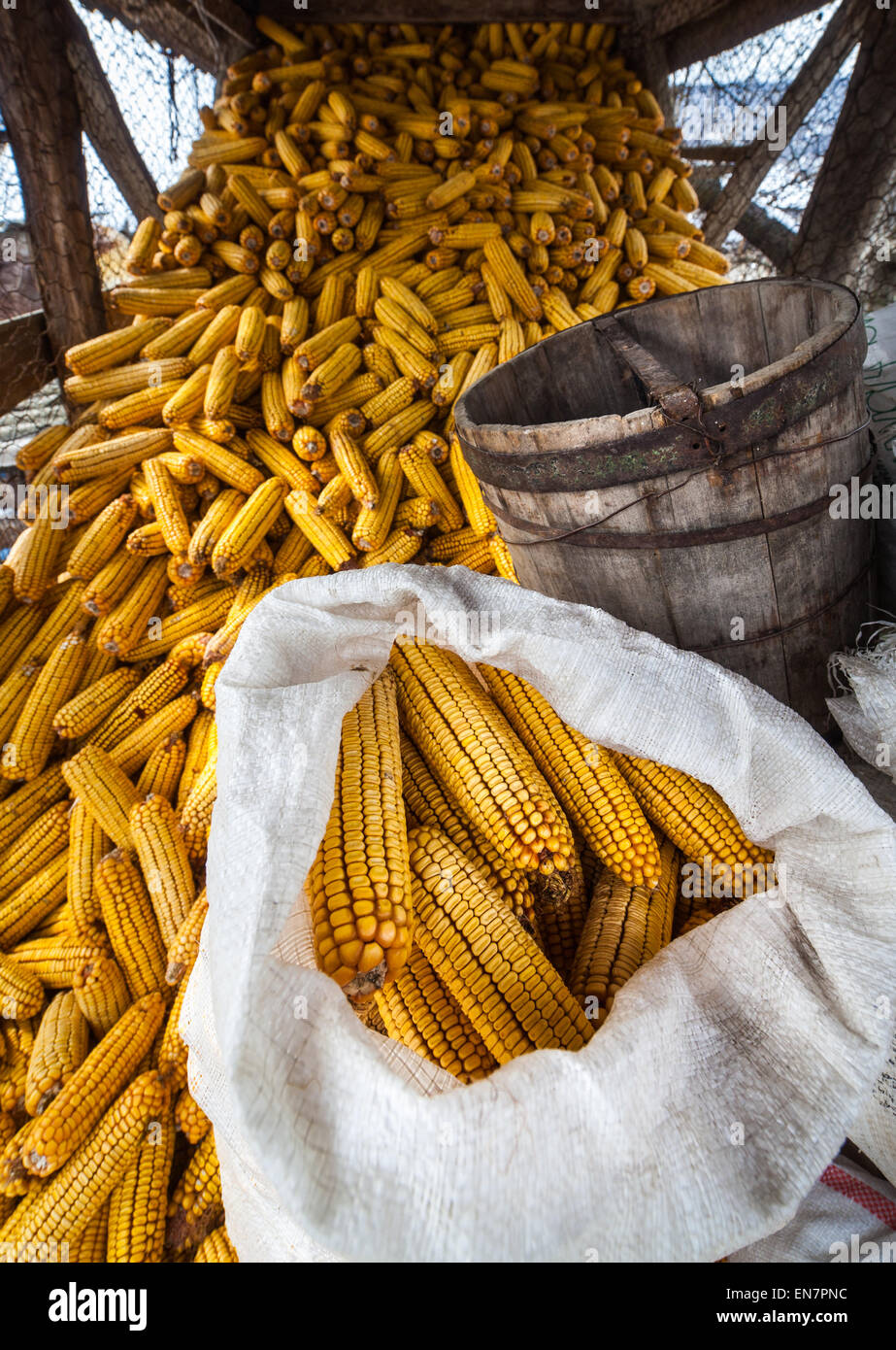 Maize big cob hi-res stock photography and images - Alamy
