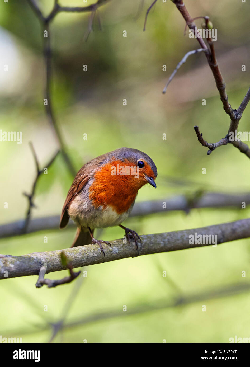 Robin on branch hi-res stock photography and images - Alamy