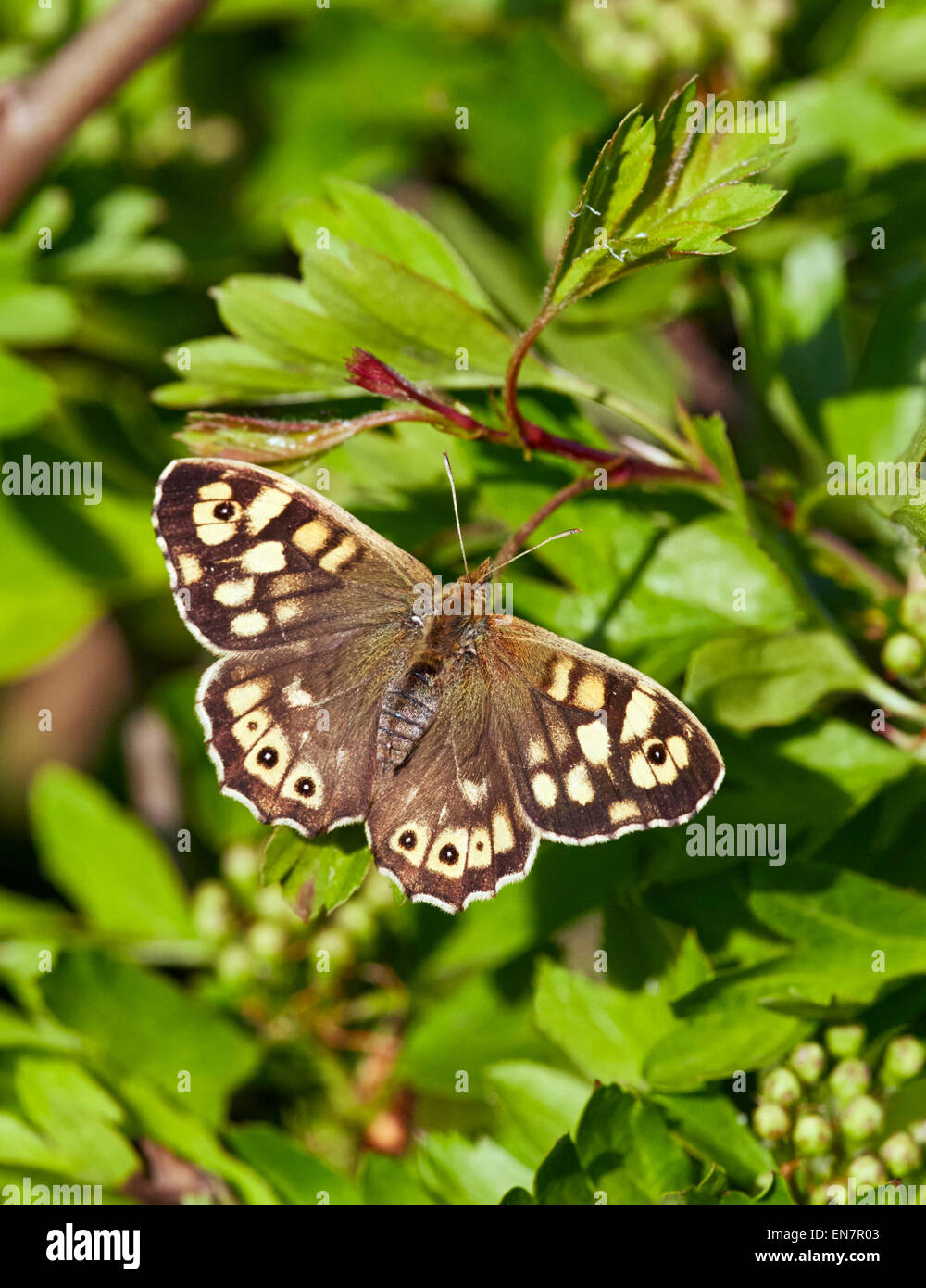 Speckled wood butterfly spring hi-res stock photography and images - Alamy