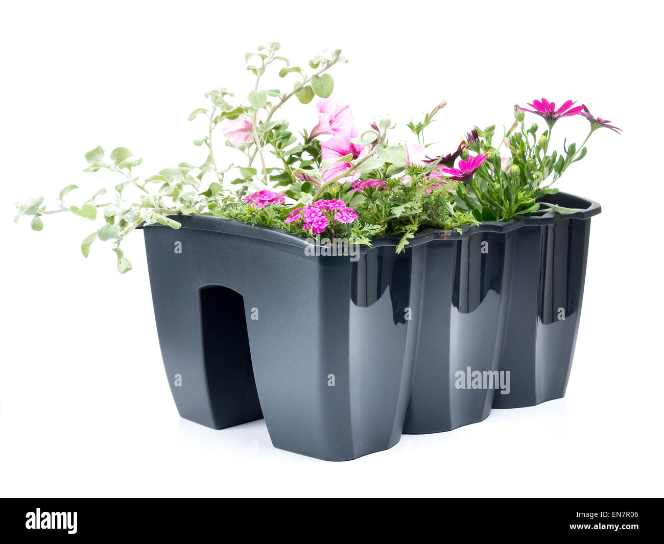 Pot flower plastic hi-res stock photography and images - Alamy