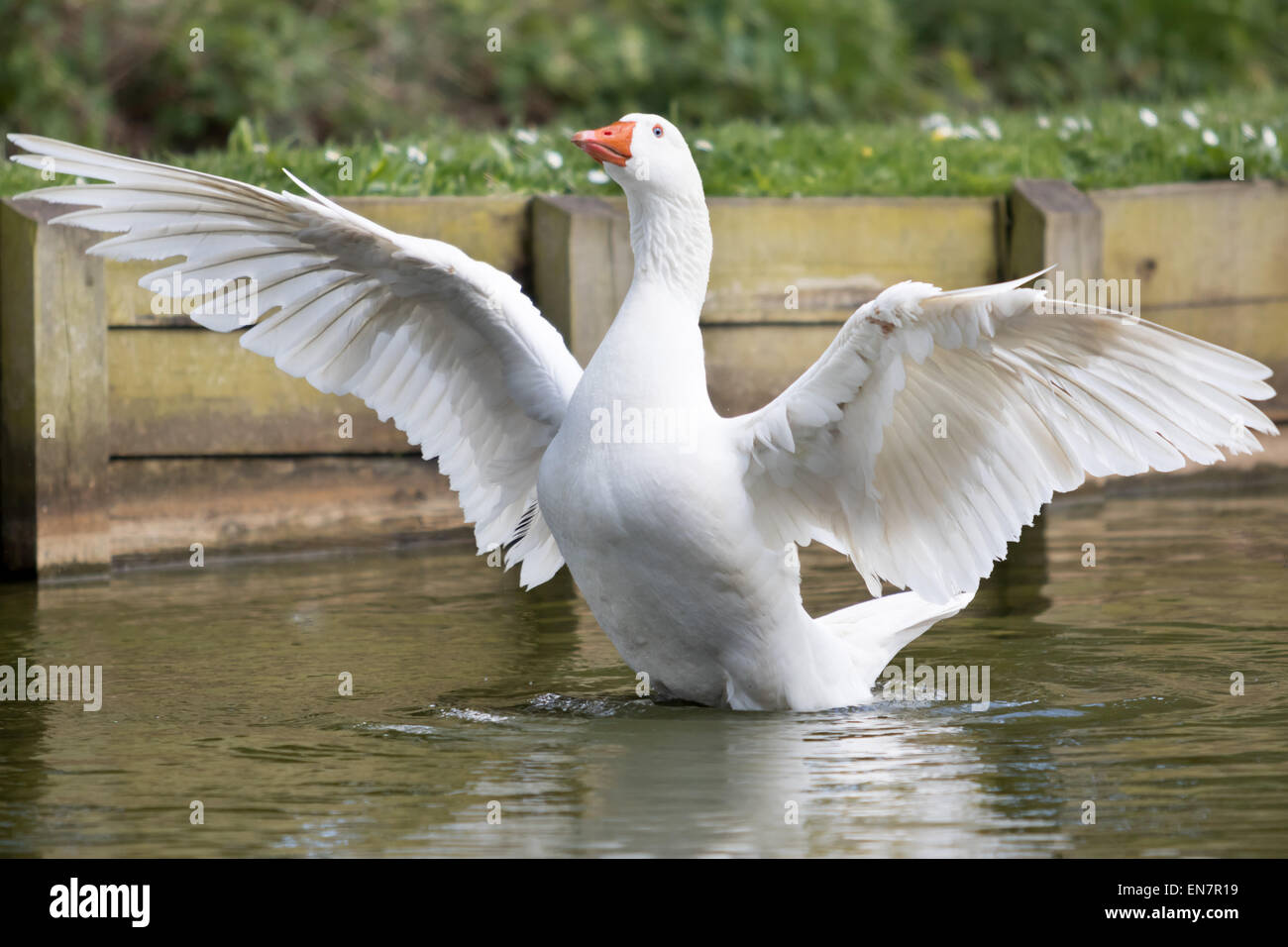 A Goose stretching its wings Stock Photo - Alamy