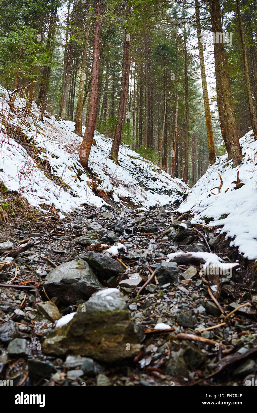 Winter landscape in mountains with river flowing trough the old pine ...
