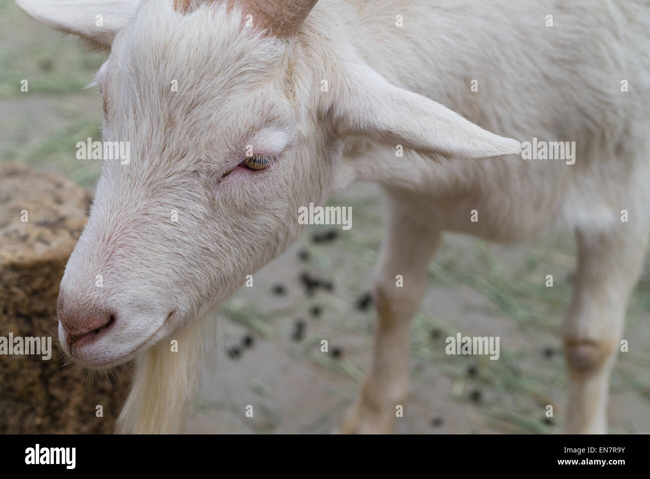 Goats legs hi-res stock photography and images - Alamy
