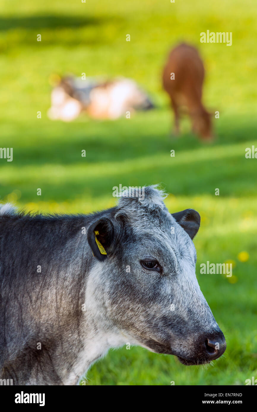 Heifer hi-res stock photography and images - Alamy