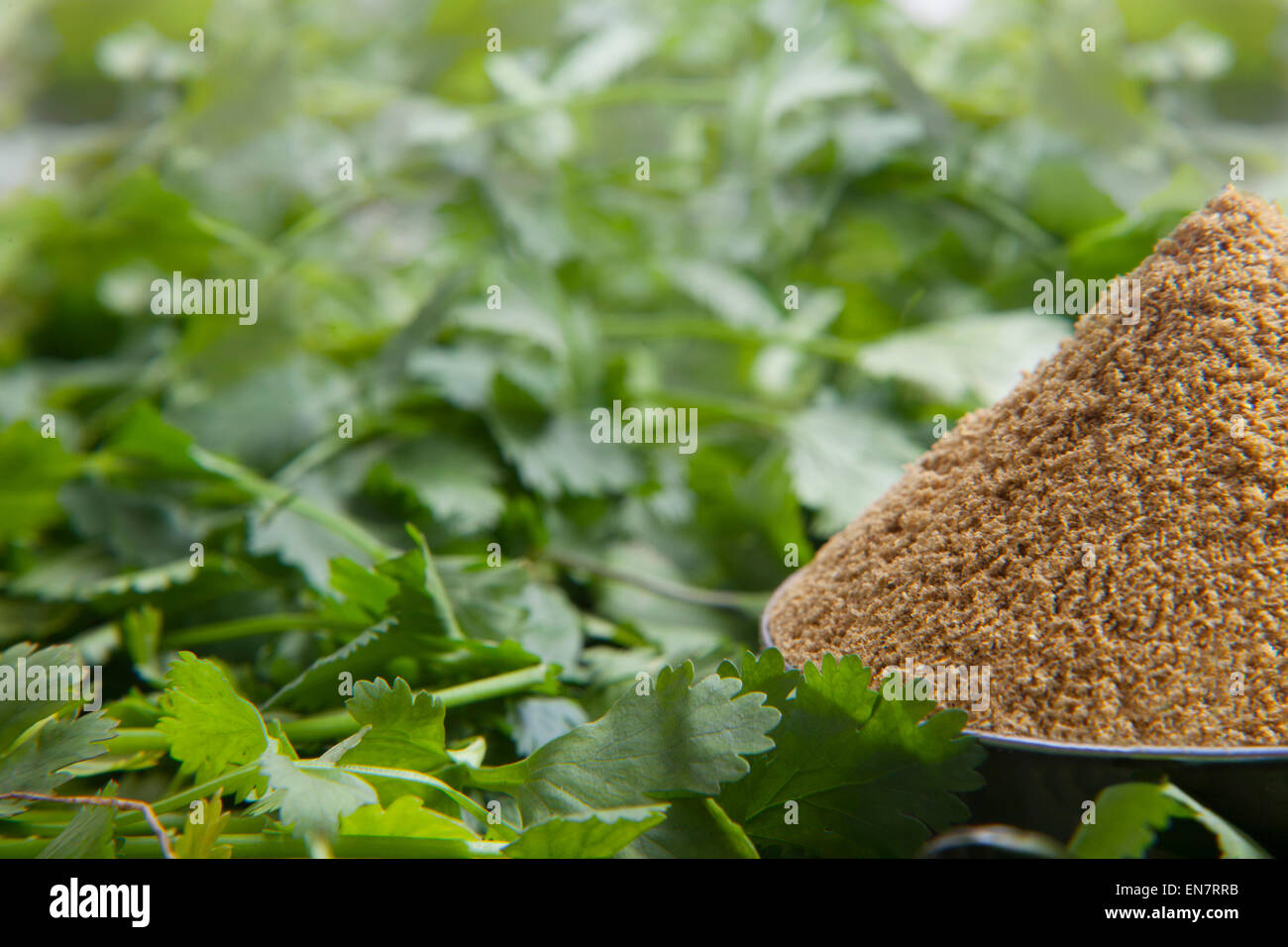 Close up of coriander powder in a bowl and coriander leaves Stock Photo ...