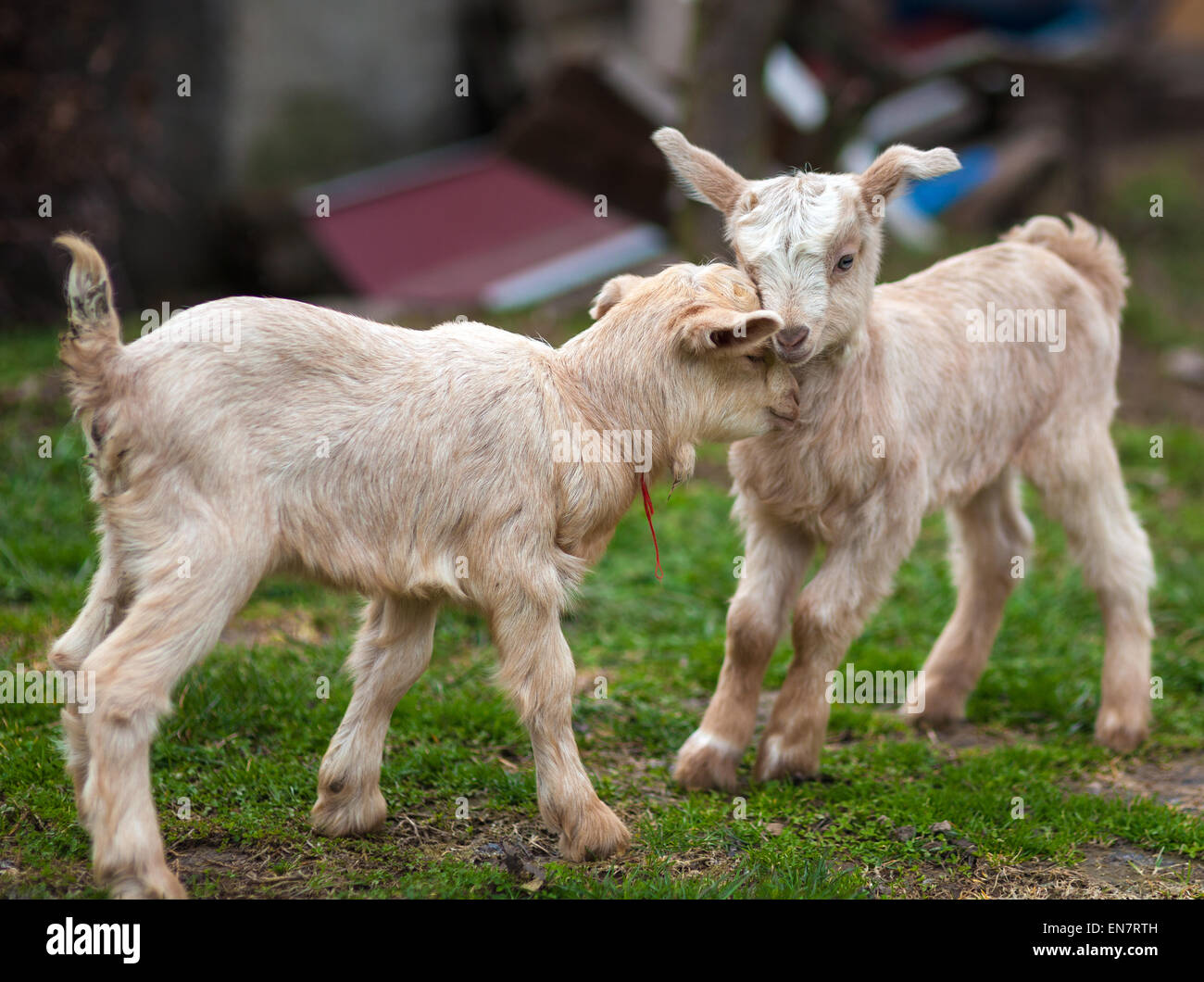 Cute baby goats playing on a pasture Stock Photo - Alamy