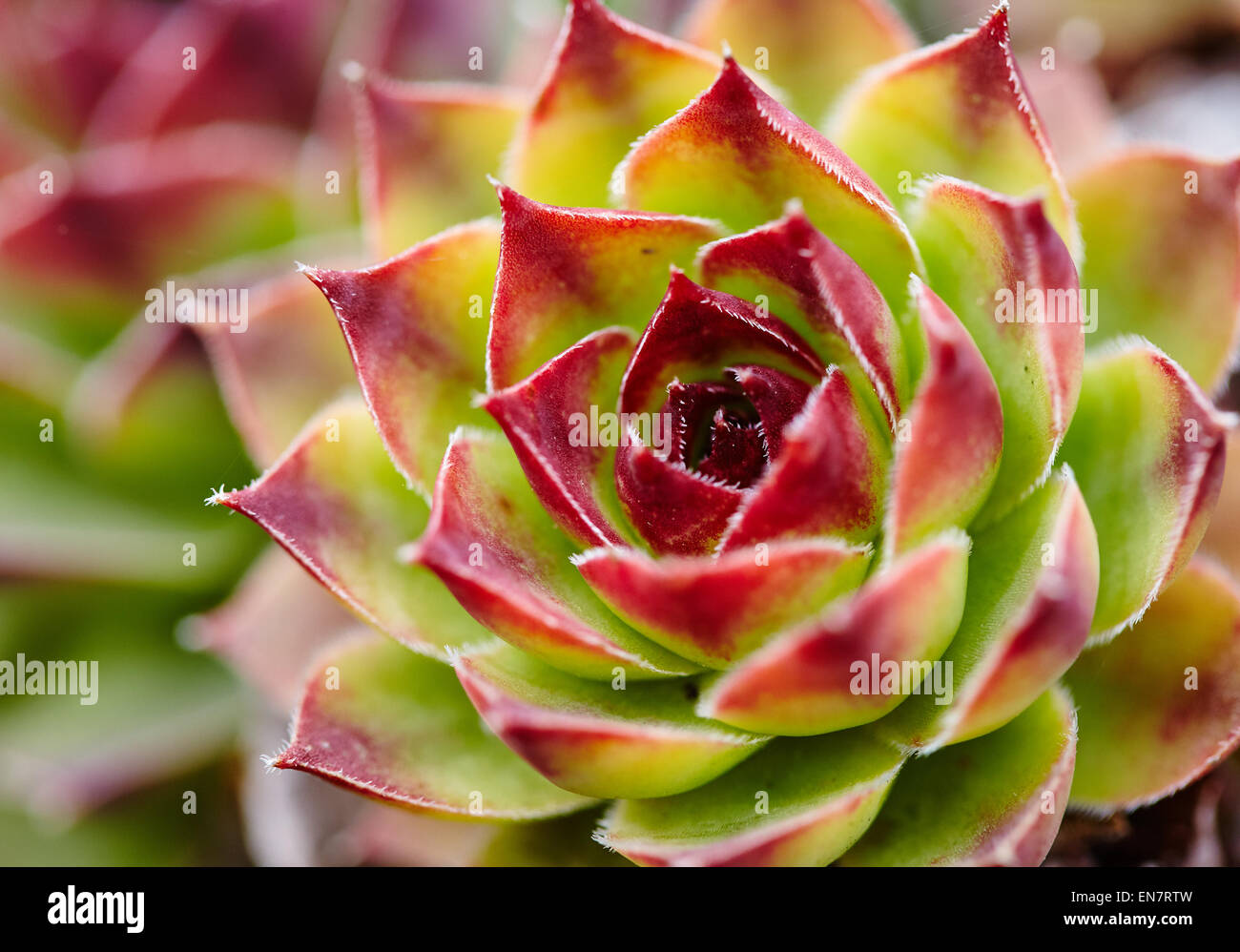 Closeup of small aloe vera plants outdoor Stock Photo - Alamy