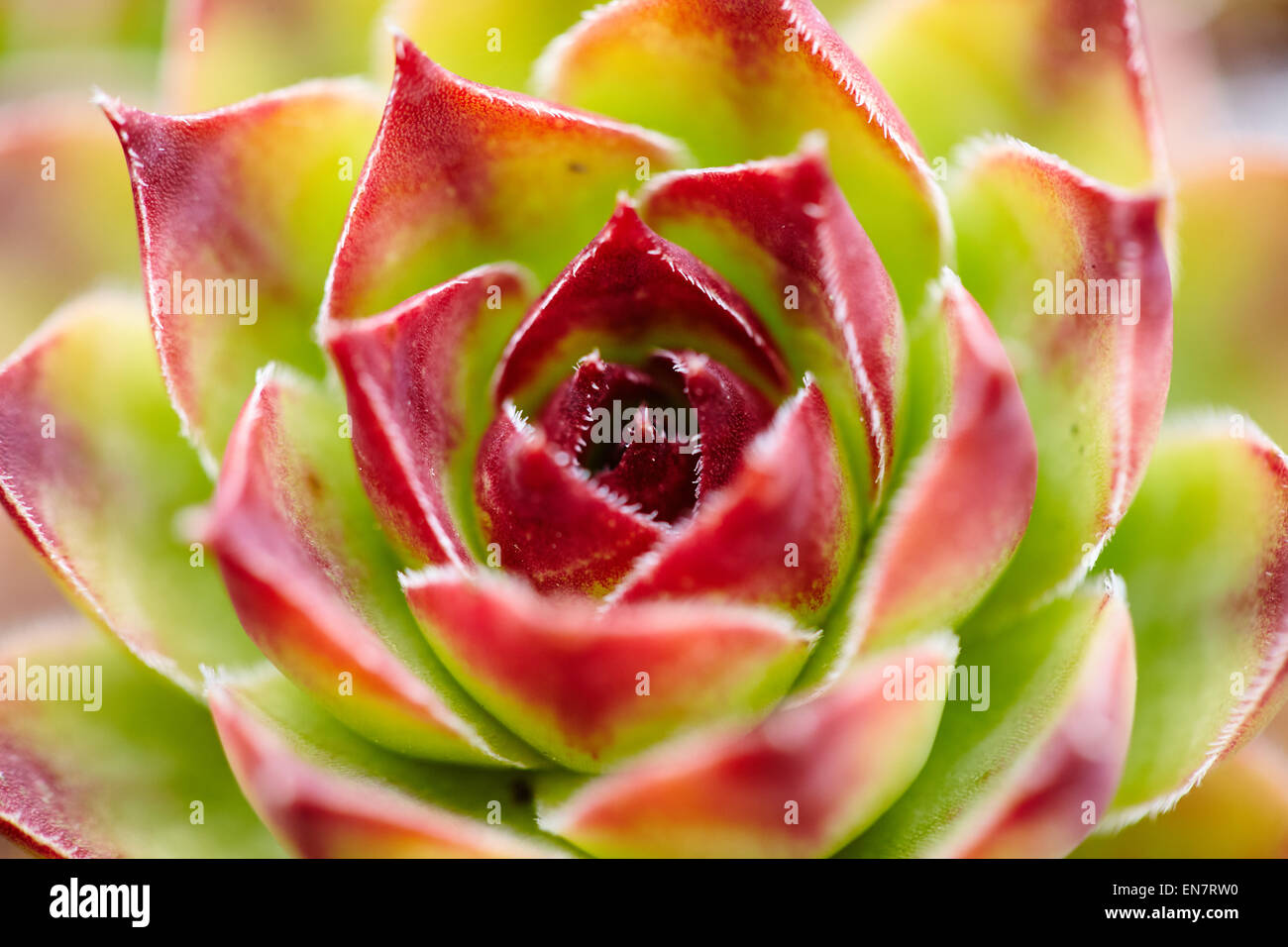 Closeup of small aloe vera plants outdoor Stock Photo - Alamy