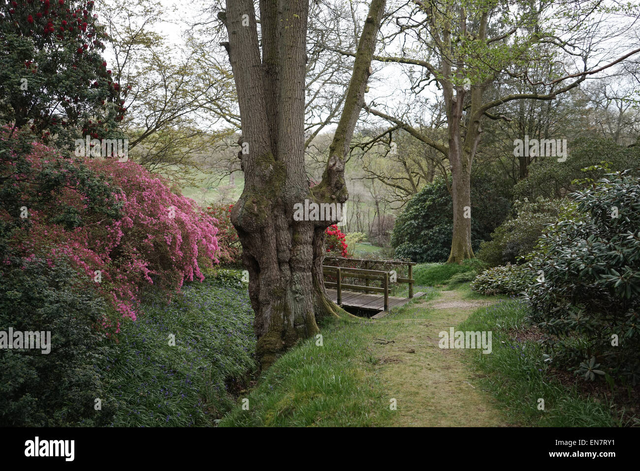High Beeches in Spring - 4 Stock Photo - Alamy