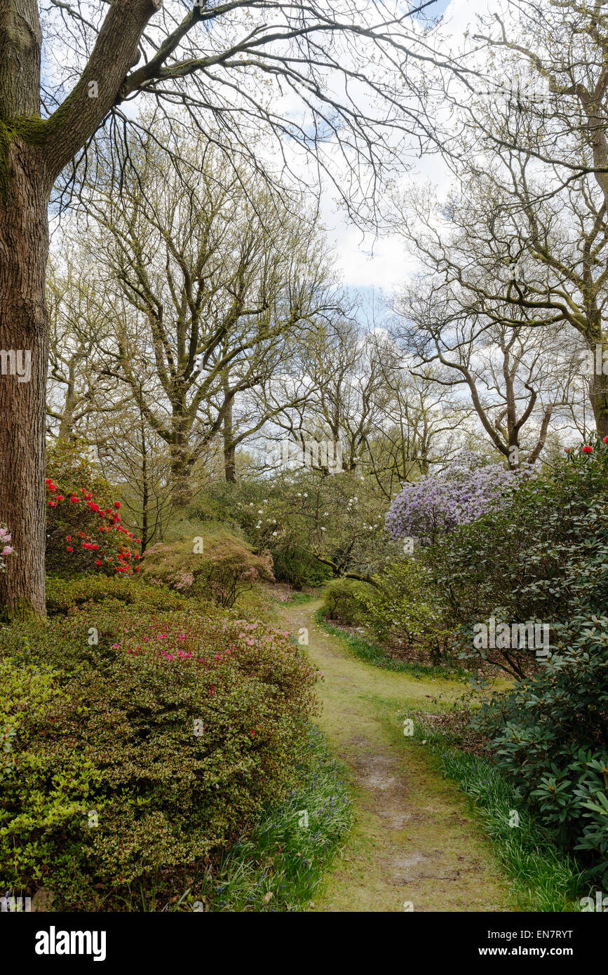 High Beeches in Spring - 3 Stock Photo - Alamy