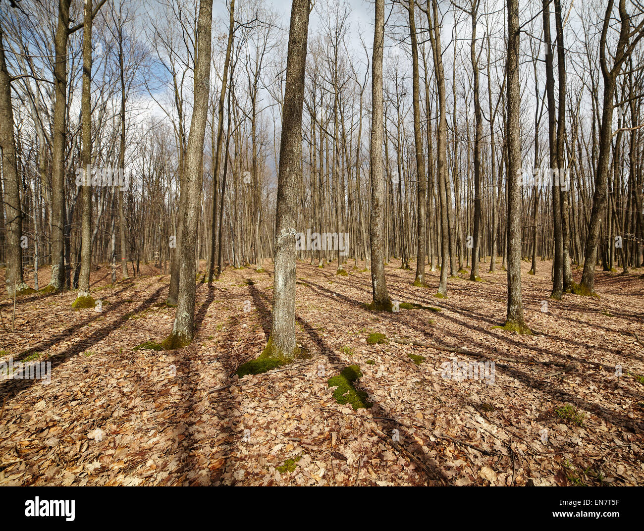 Barren forest hi-res stock photography and images - Alamy