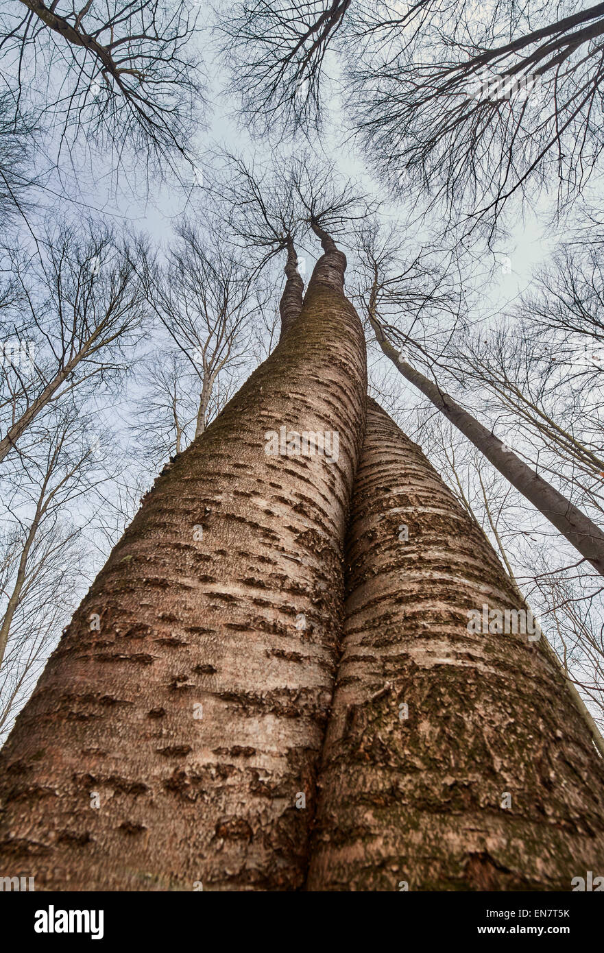 Two trees twisted on each other like in an embrace Stock Photo - Alamy