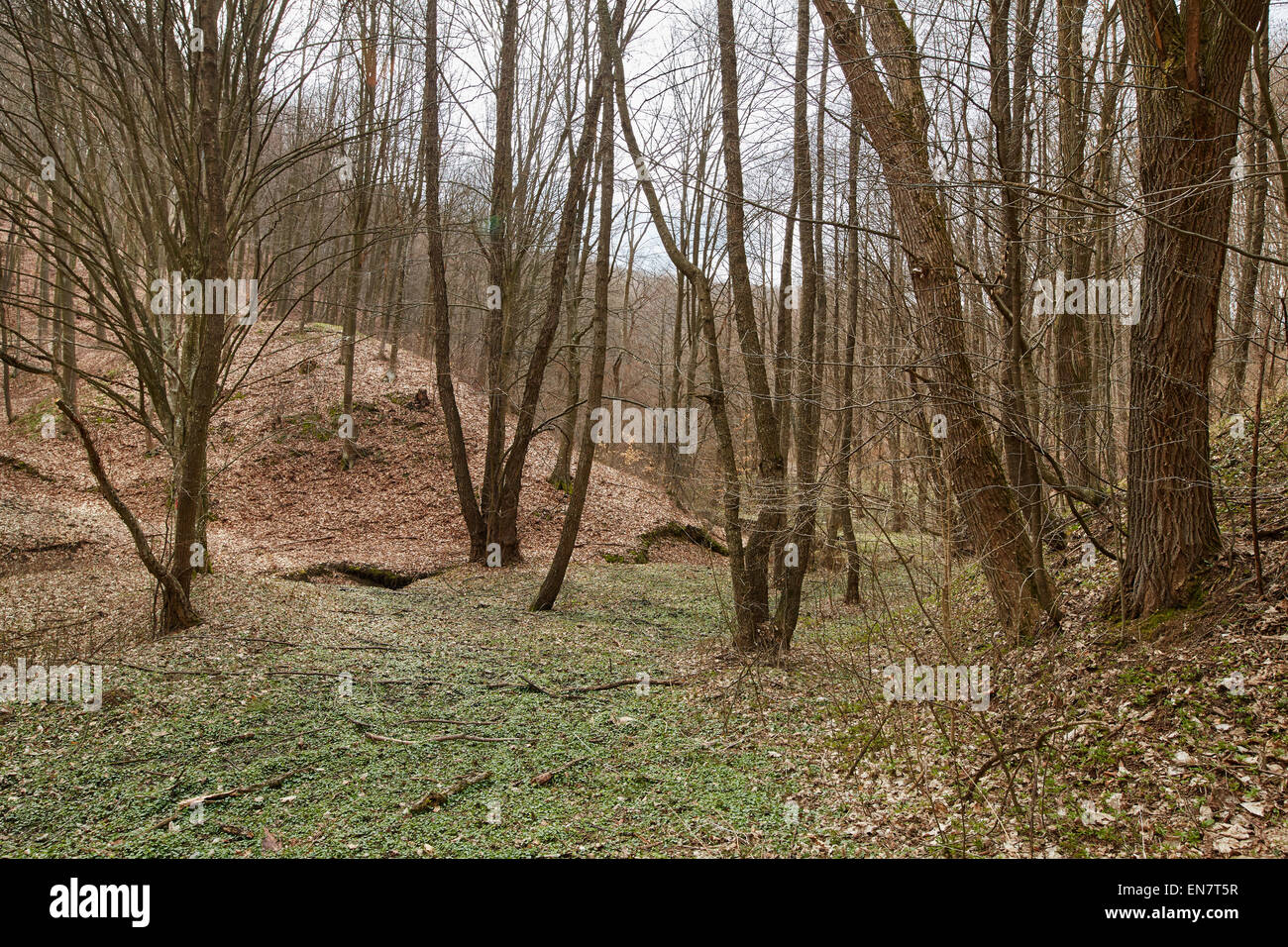 Deciduous forest barren trees hi-res stock photography and images - Alamy