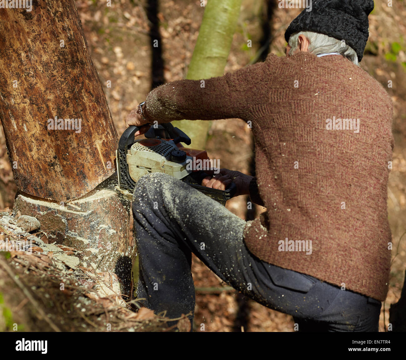 Senior caucasian man woodcutter cutting down trees with chainsaw Stock ...