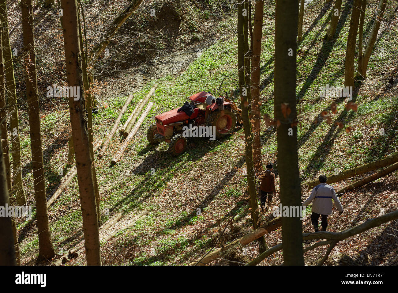 Senior farmers using a logging tractor to bring down cut trees in a ...