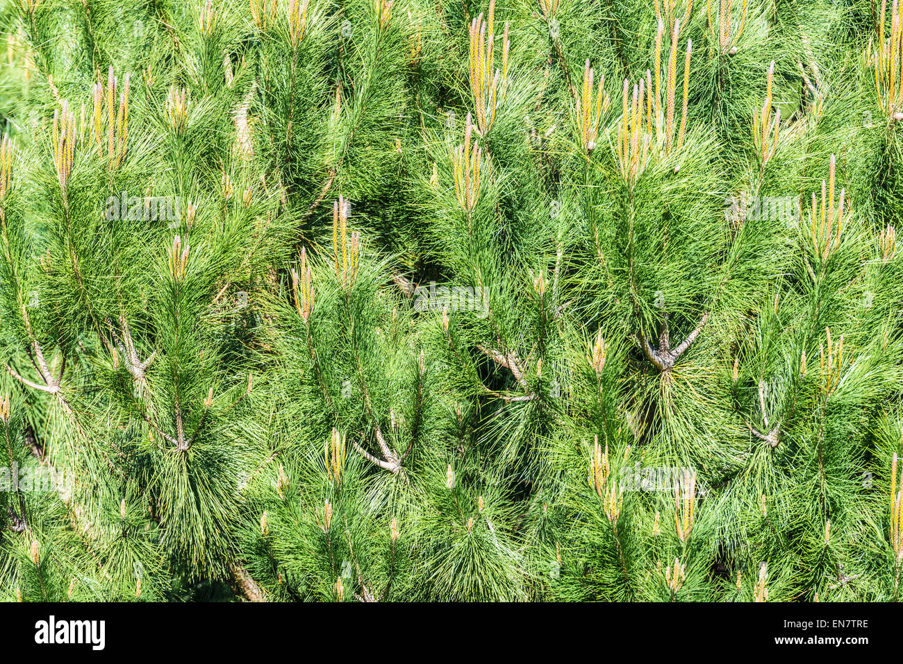 Tree branch full sprig hi-res stock photography and images - Alamy