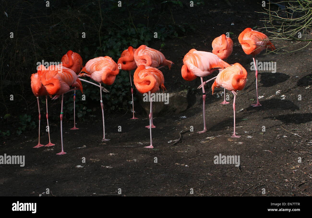 Grote flamingo hi-res stock photography and images - Alamy