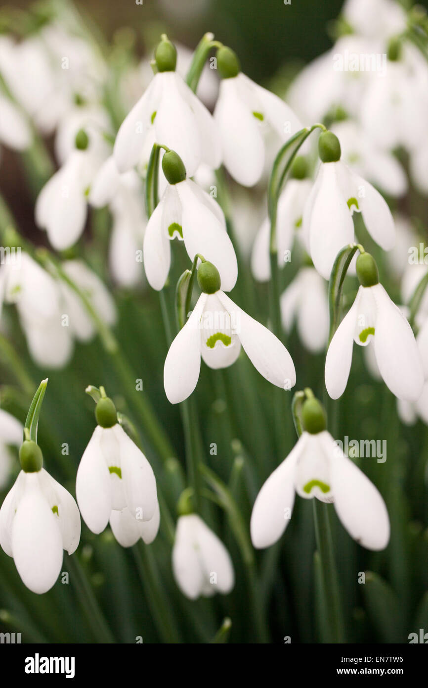 Galanthus S. Arnott snowdrops flowering in February, England, UK Stock ...
