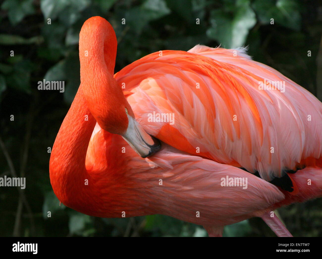 Rode flamingo hi-res stock photography and images - Alamy