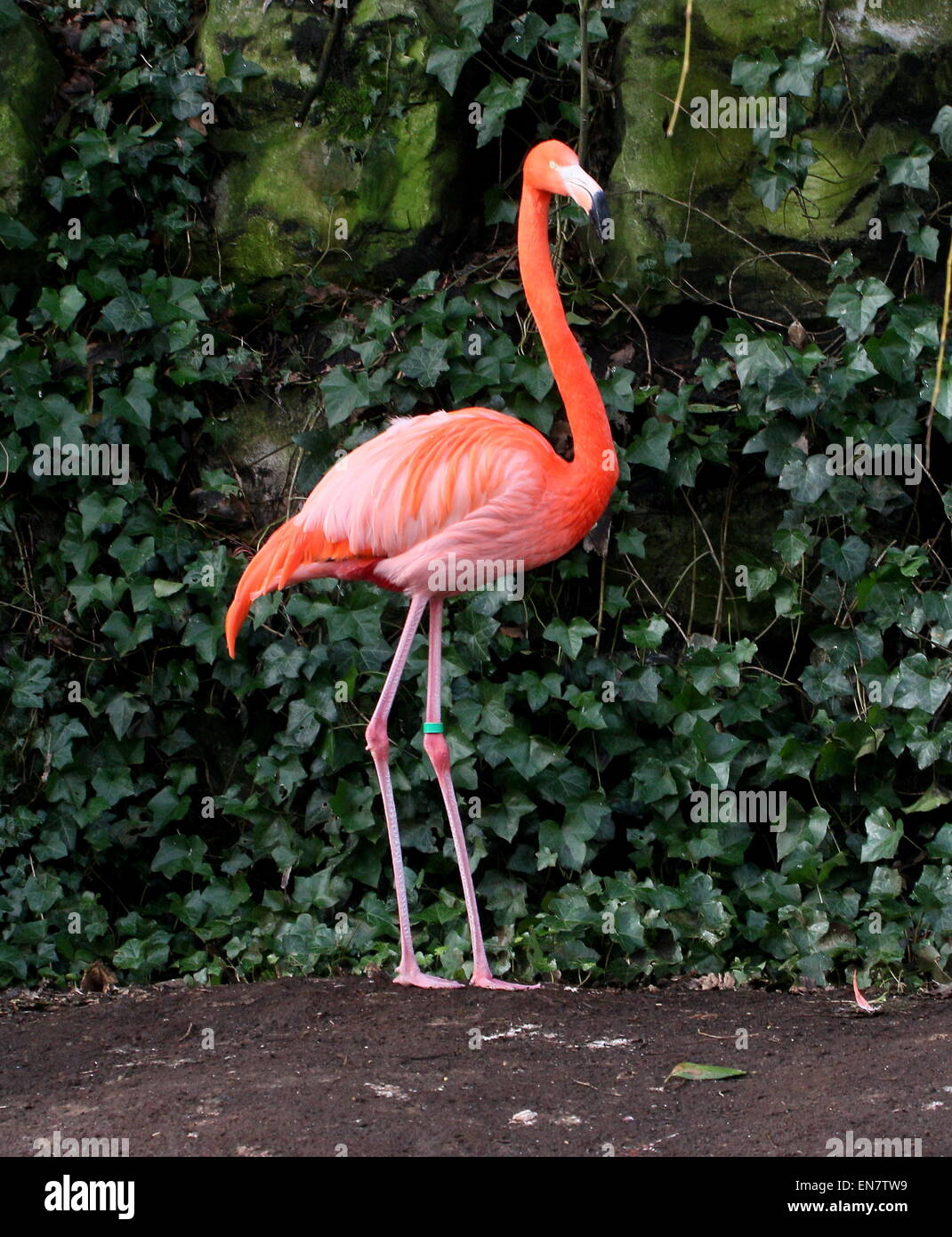 American or Caribbean flamingo ( Phoenicopterus ruber Stock Photo - Alamy
