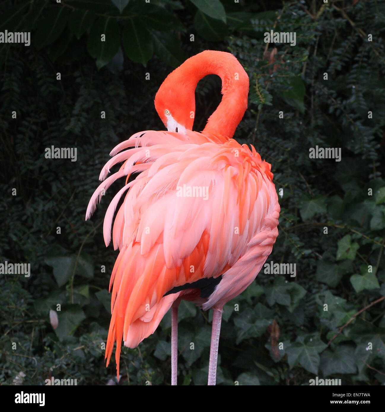 Rode flamingo hi-res stock photography and images - Alamy
