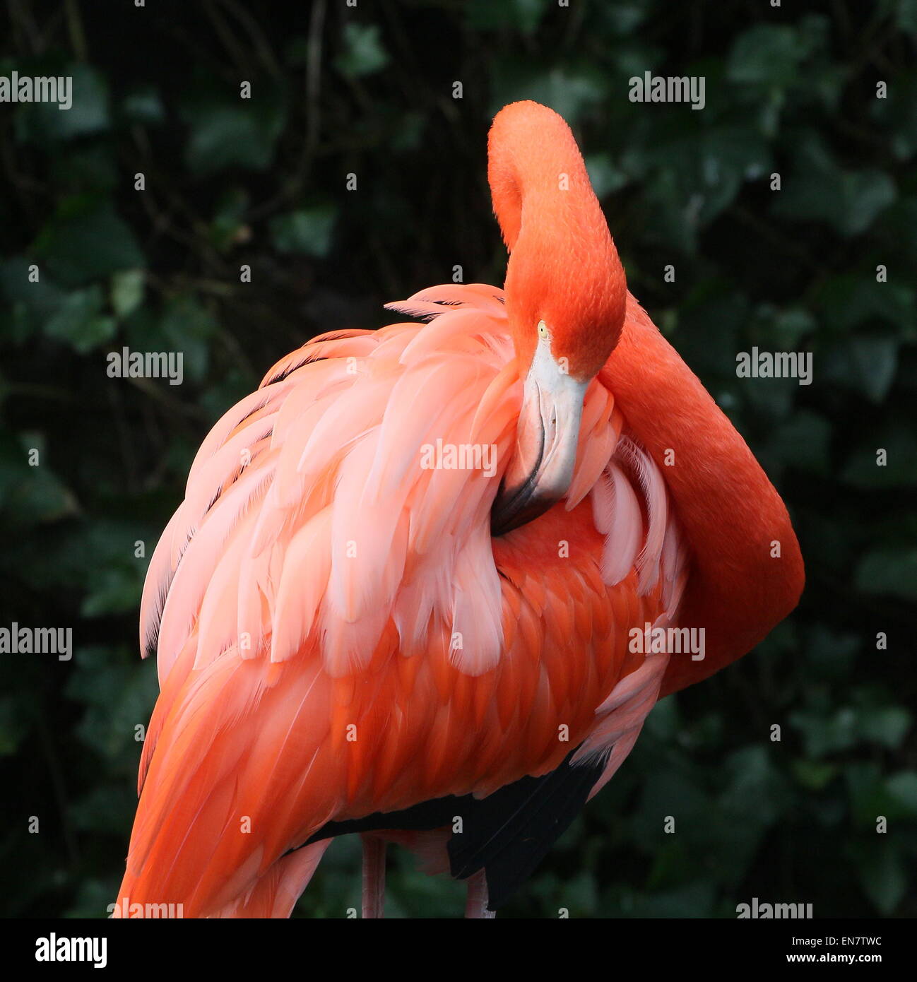 Rode flamingo hi-res stock photography and images - Alamy