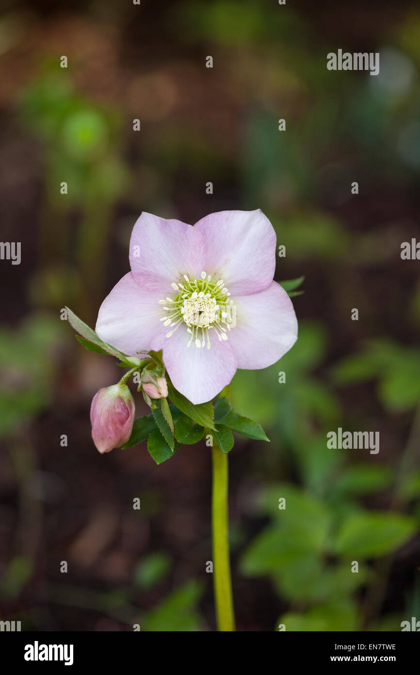 Pretty Pink Hellebores close up growing in an English garden, UK Stock ...