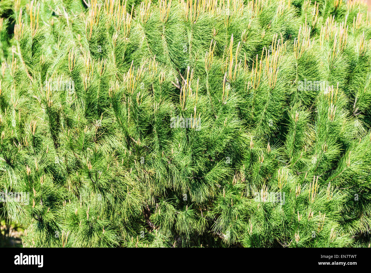 Sprig of conifer hi-res stock photography and images - Alamy