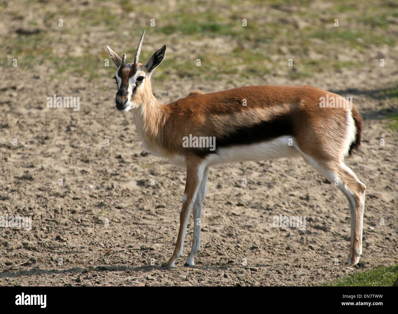 Gazelle de thomson hi-res stock photography and images - Alamy