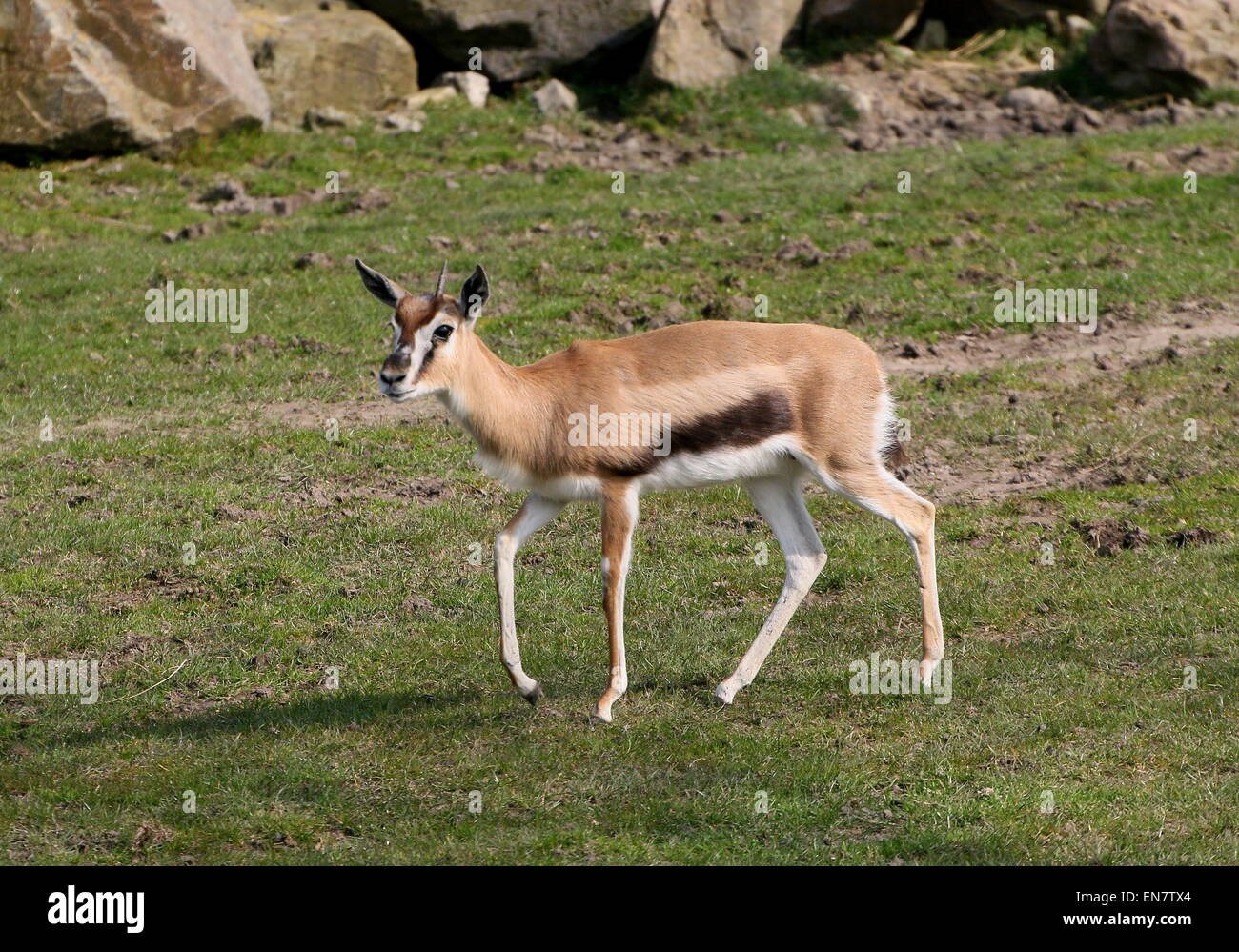 Female East African Thomson's gazelle (Eudorcas thomsonii, Gazella ...