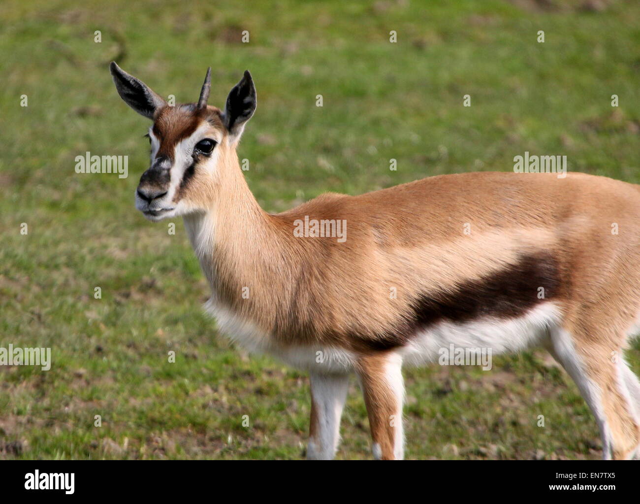 Close-up of a female East African Thomson's gazelle (Eudorcas thomsonii ...