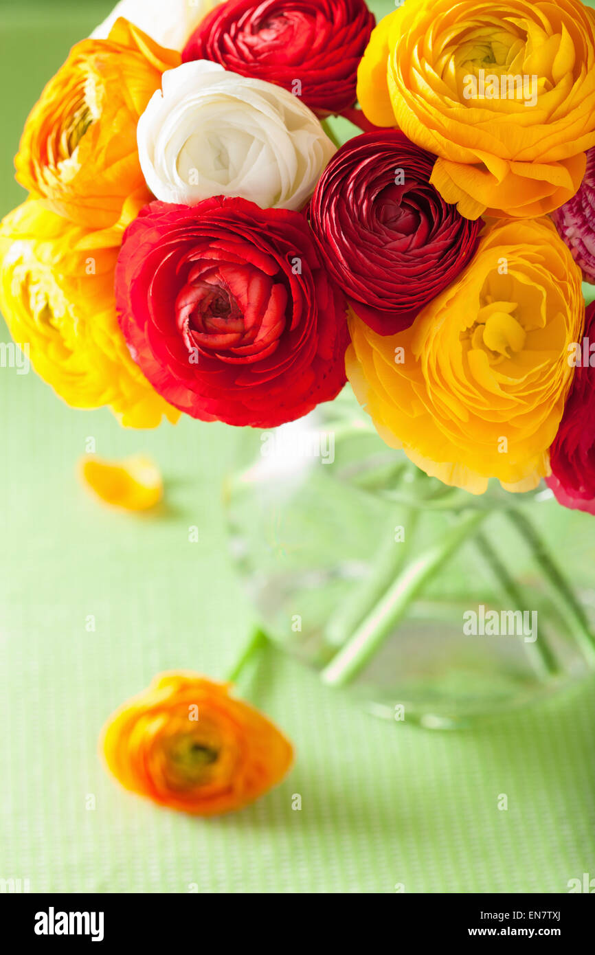 colorful ranunculus flowers in vase over green background Stock Photo ...
